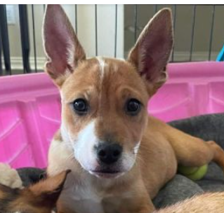 Available for Adoption – Lucky Tails Inc