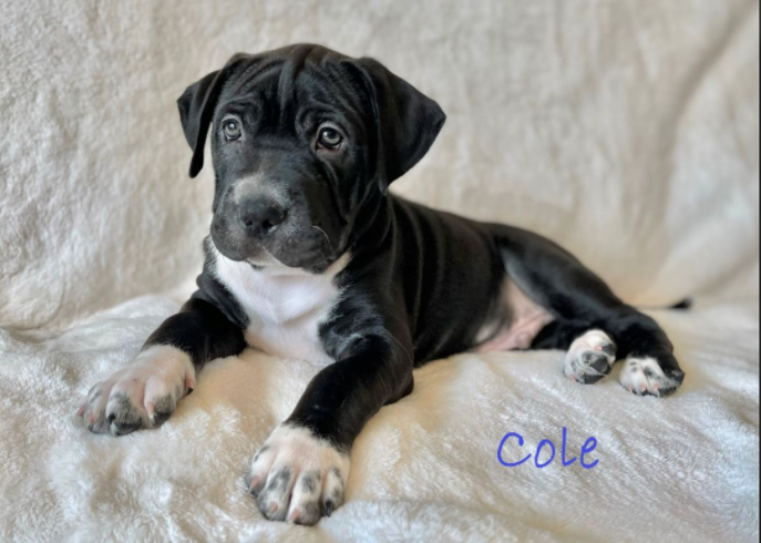 Available for Adoption – Lucky Tails Inc