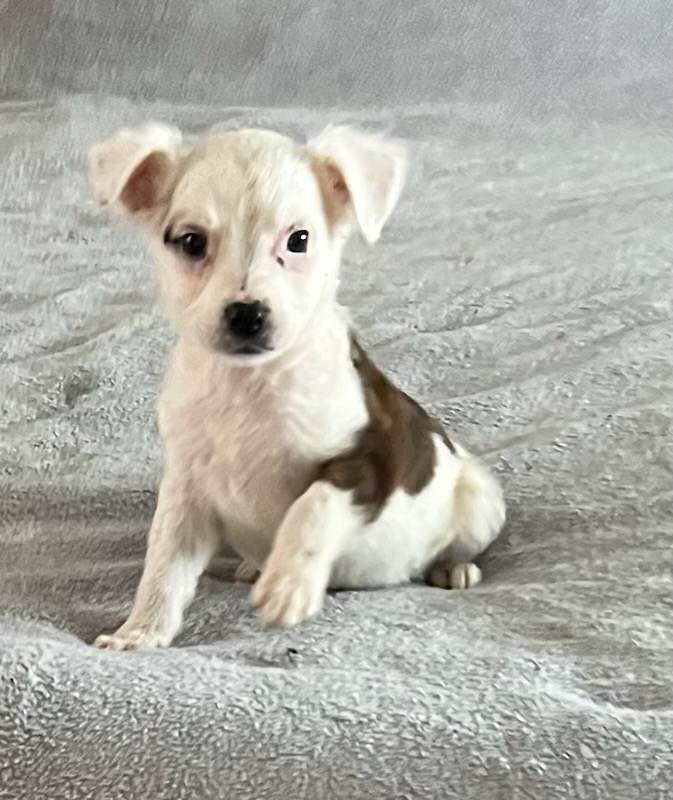 Available for Adoption – Lucky Tails Inc