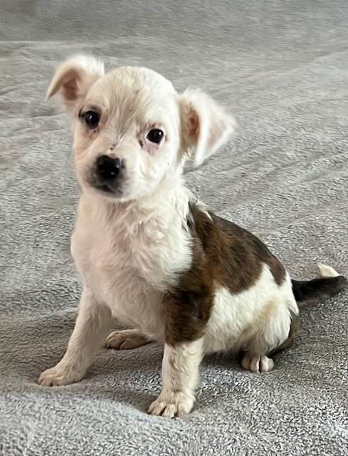 Available for Adoption – Lucky Tails Inc