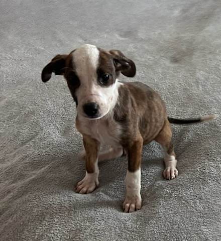 Available for Adoption – Lucky Tails Inc