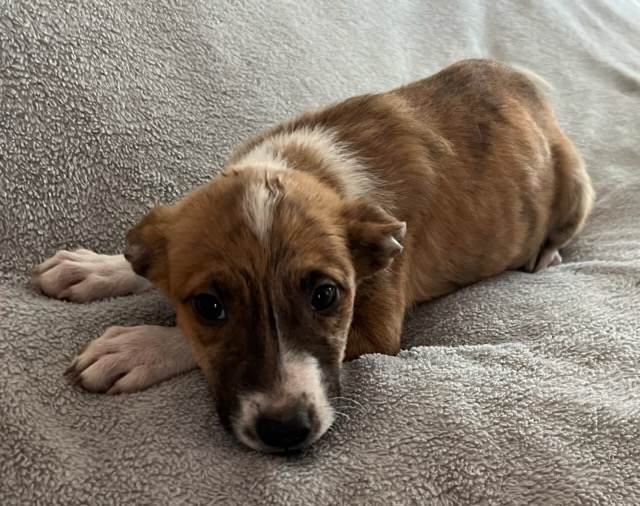 Available for Adoption – Lucky Tails Inc