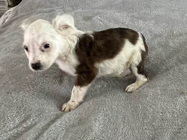 Available for Adoption – Lucky Tails Inc