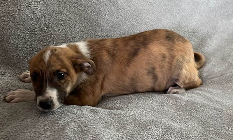 Available for Adoption – Lucky Tails Inc