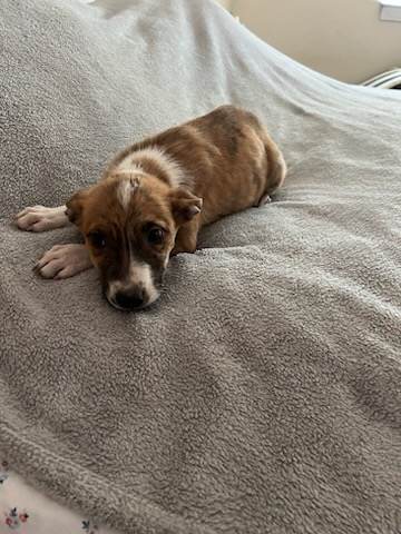 Available for Adoption – Lucky Tails Inc