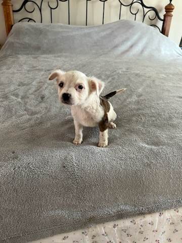 Available for Adoption – Lucky Tails Inc