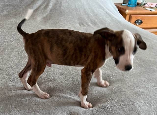 Available for Adoption – Lucky Tails Inc