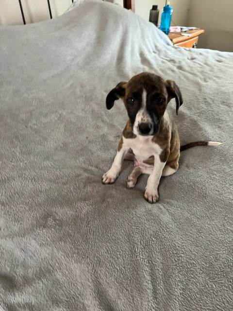 Available for Adoption – Lucky Tails Inc