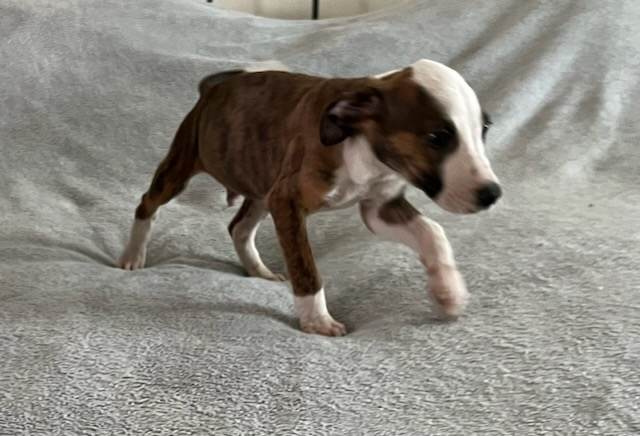 Available for Adoption – Lucky Tails Inc