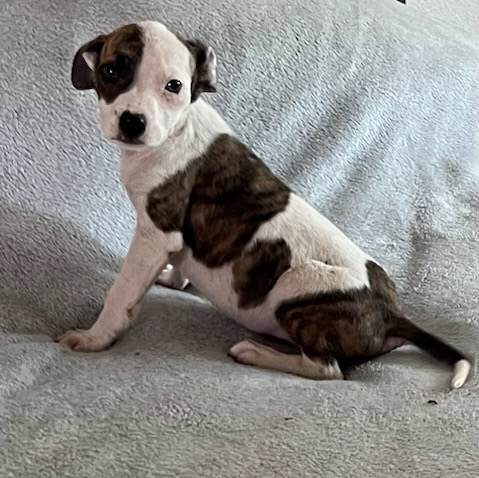 Available for Adoption – Lucky Tails Inc