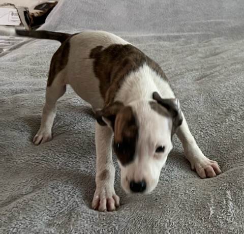 Available for Adoption – Lucky Tails Inc