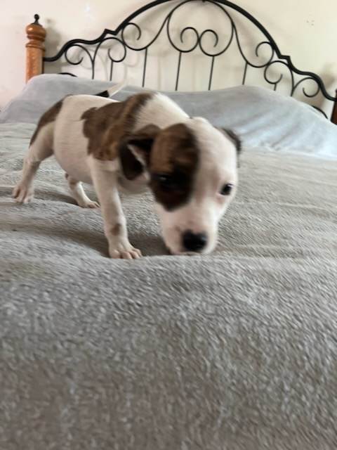 Available for Adoption – Lucky Tails Inc