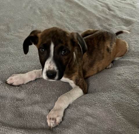 Available for Adoption – Lucky Tails Inc