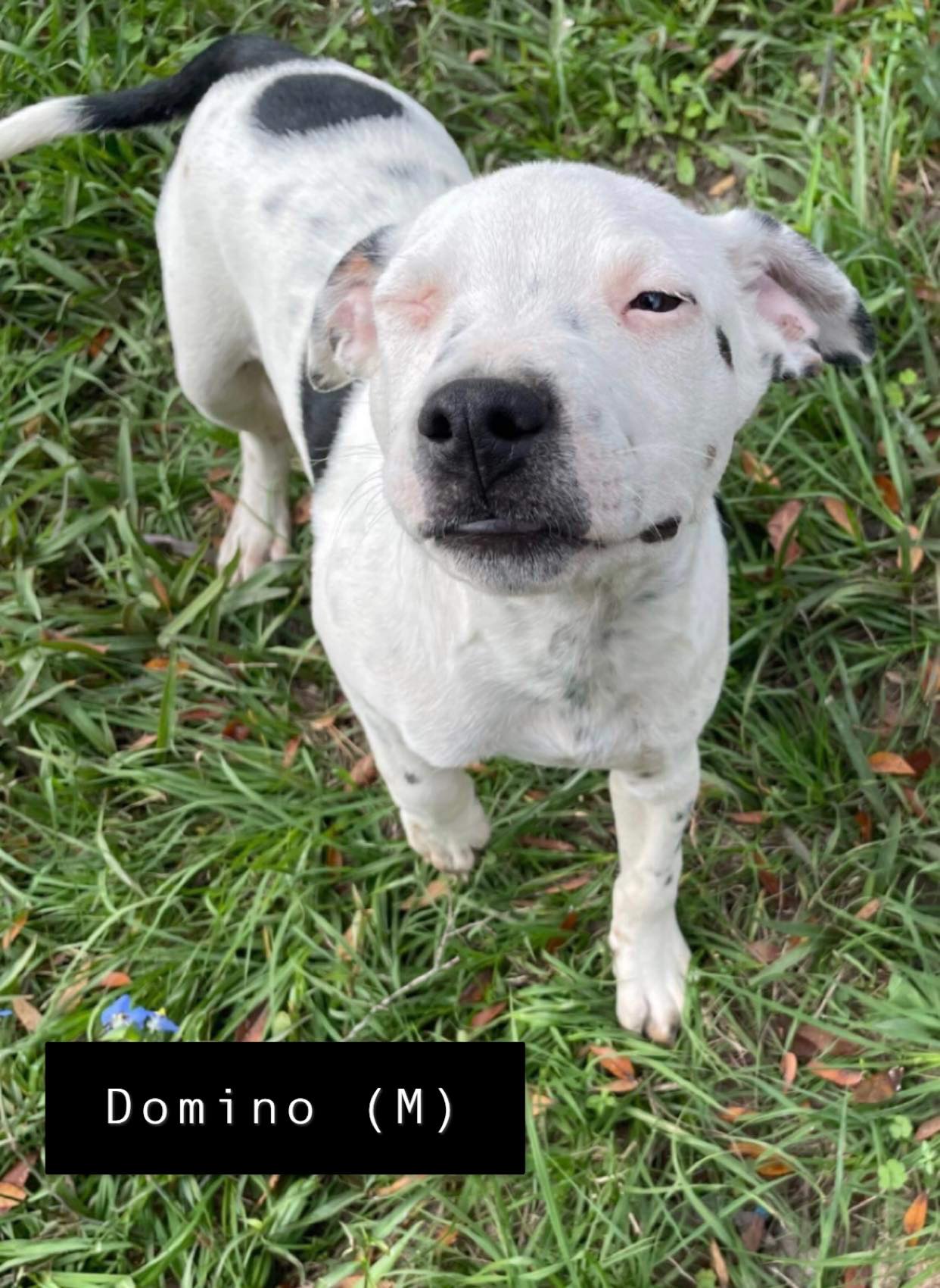 Available for Adoption – Lucky Tails Inc