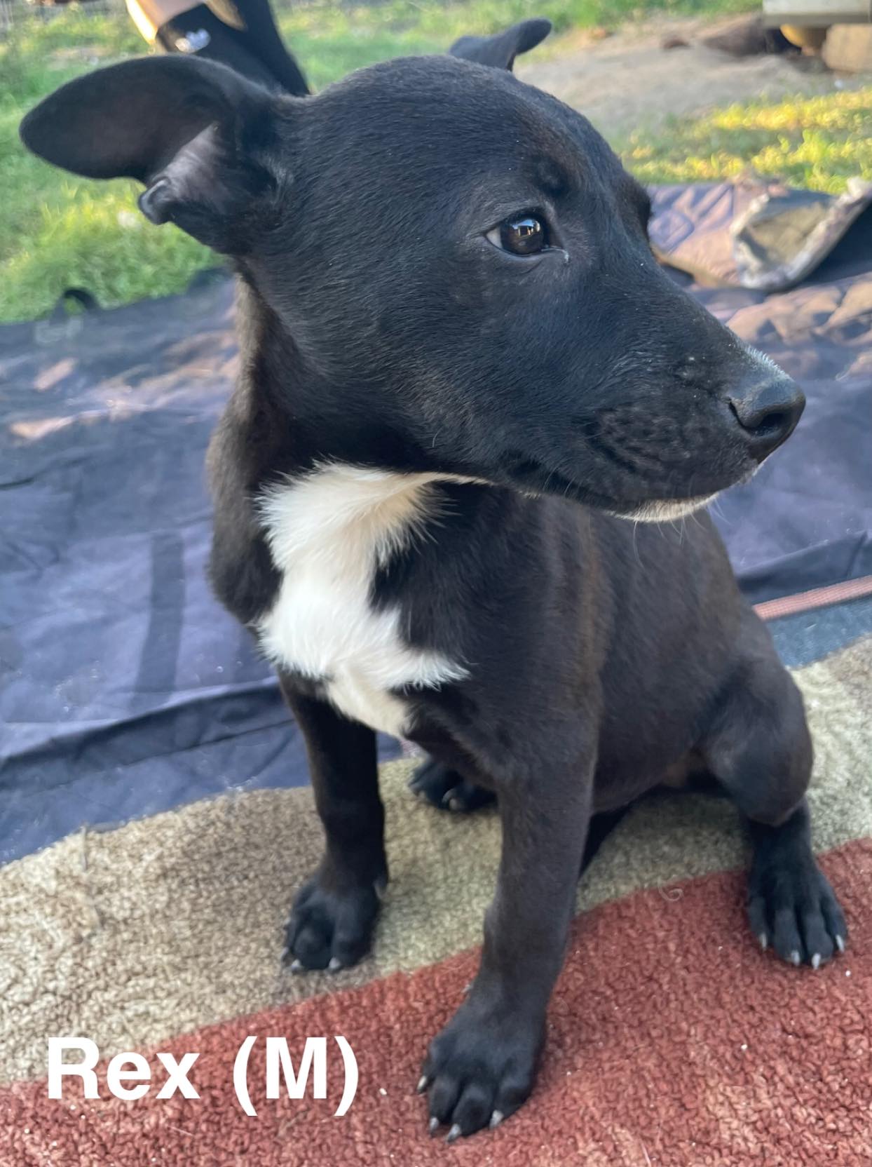 Available for Adoption – Lucky Tails Inc