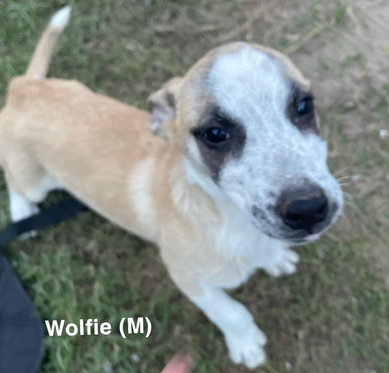 Available for Adoption – Lucky Tails Inc