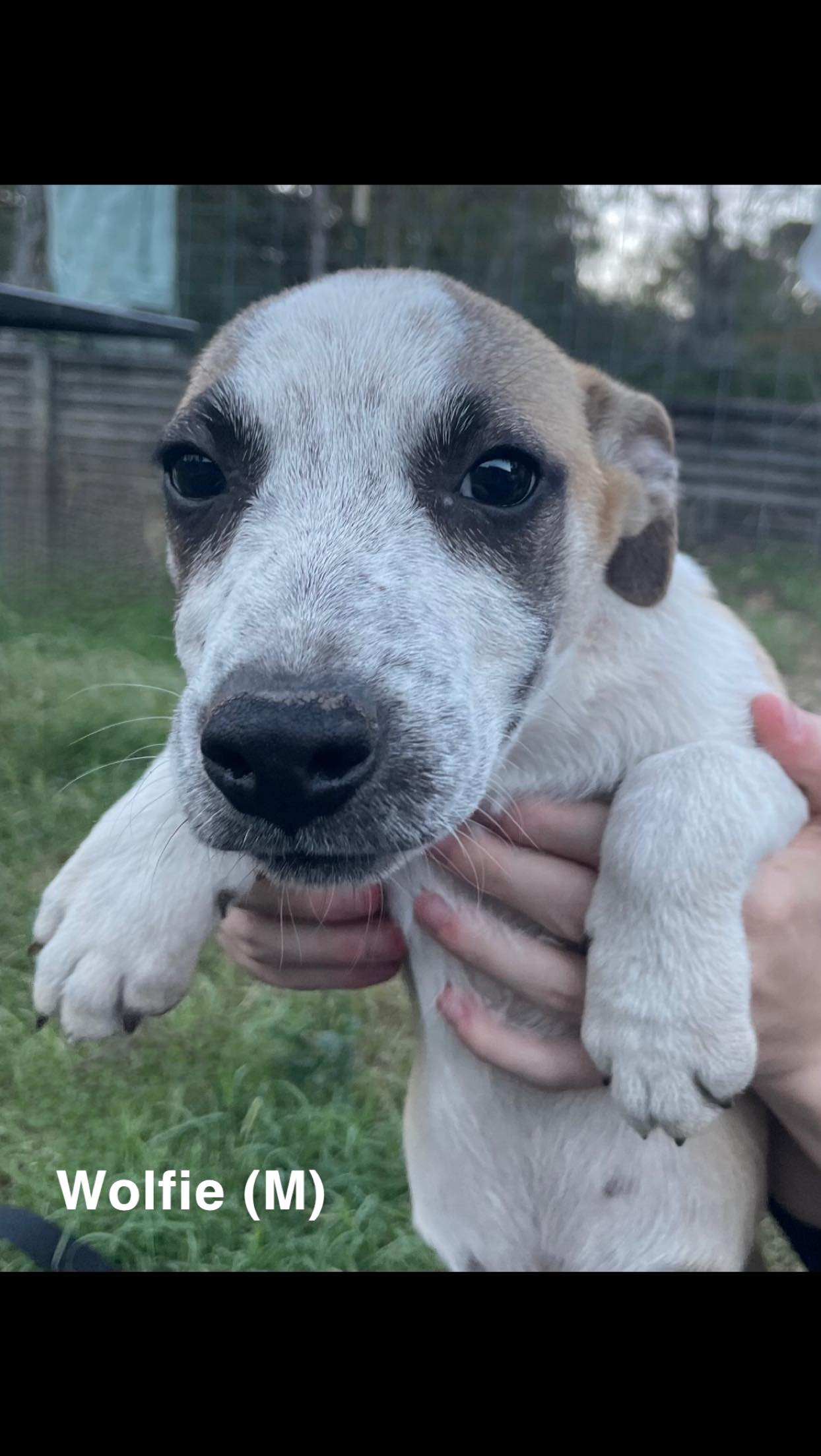 Available for Adoption – Lucky Tails Inc