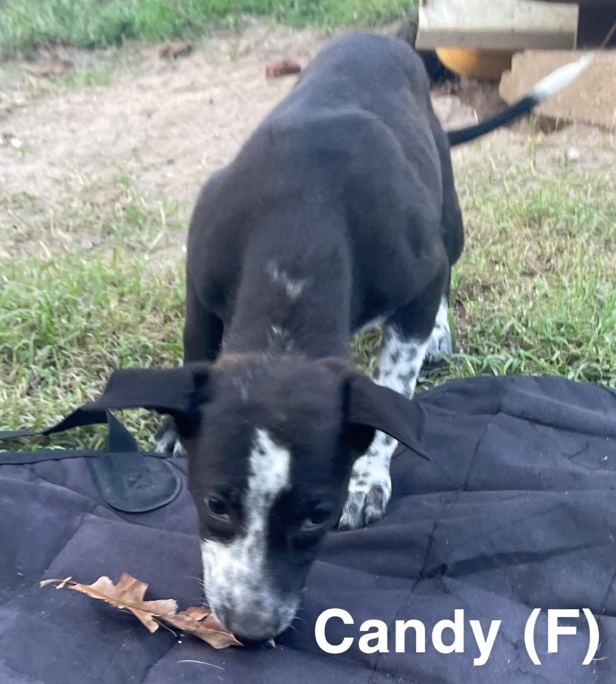 Available for Adoption – Lucky Tails Inc