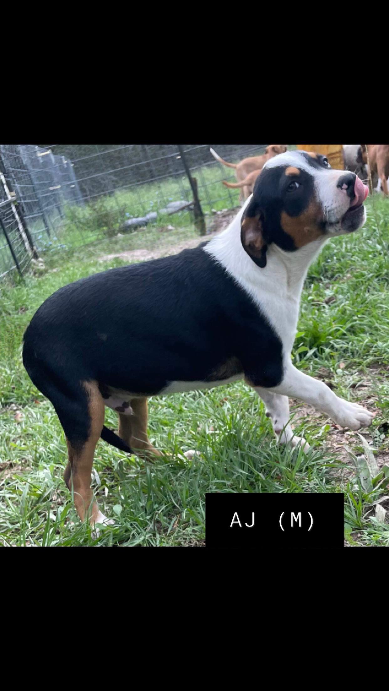 Available for Adoption – Lucky Tails Inc