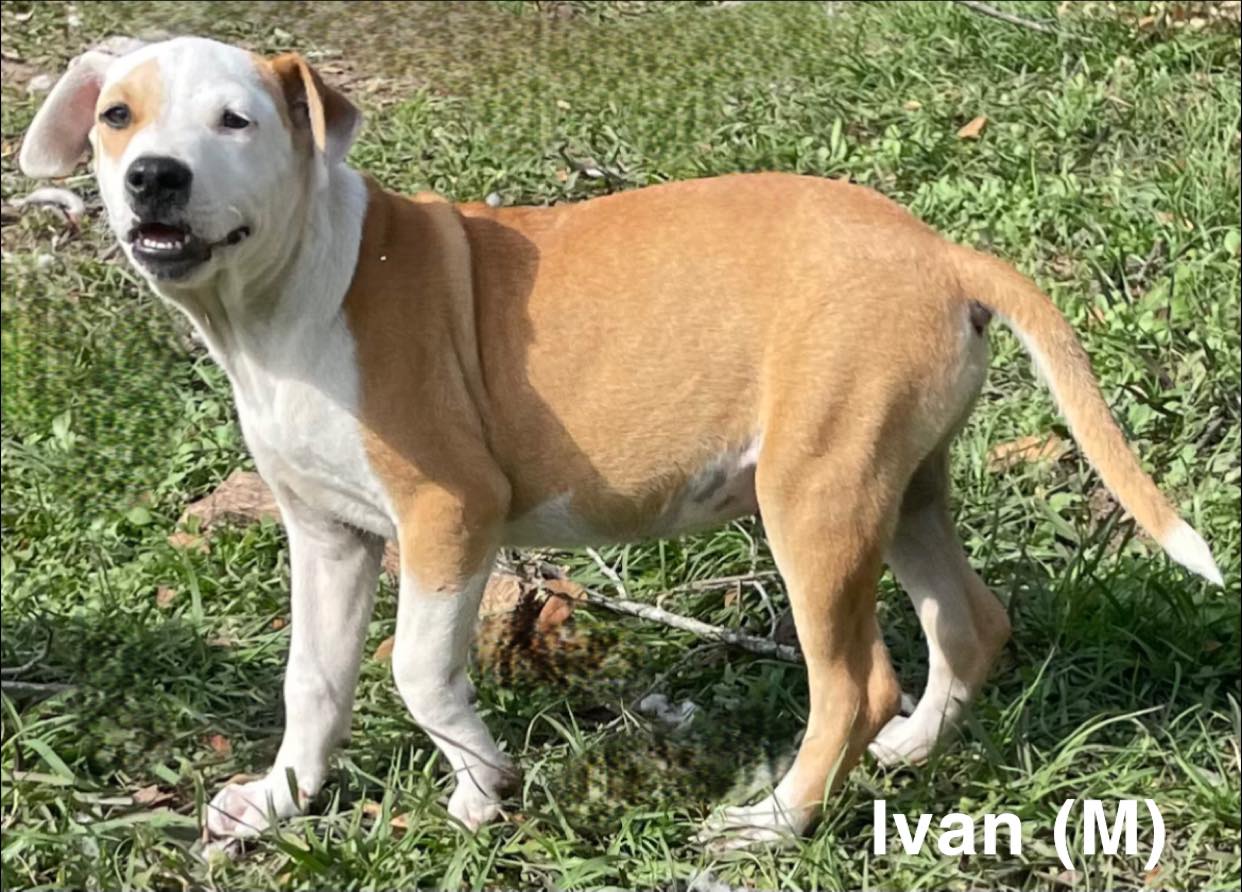 Available for Adoption – Lucky Tails Inc