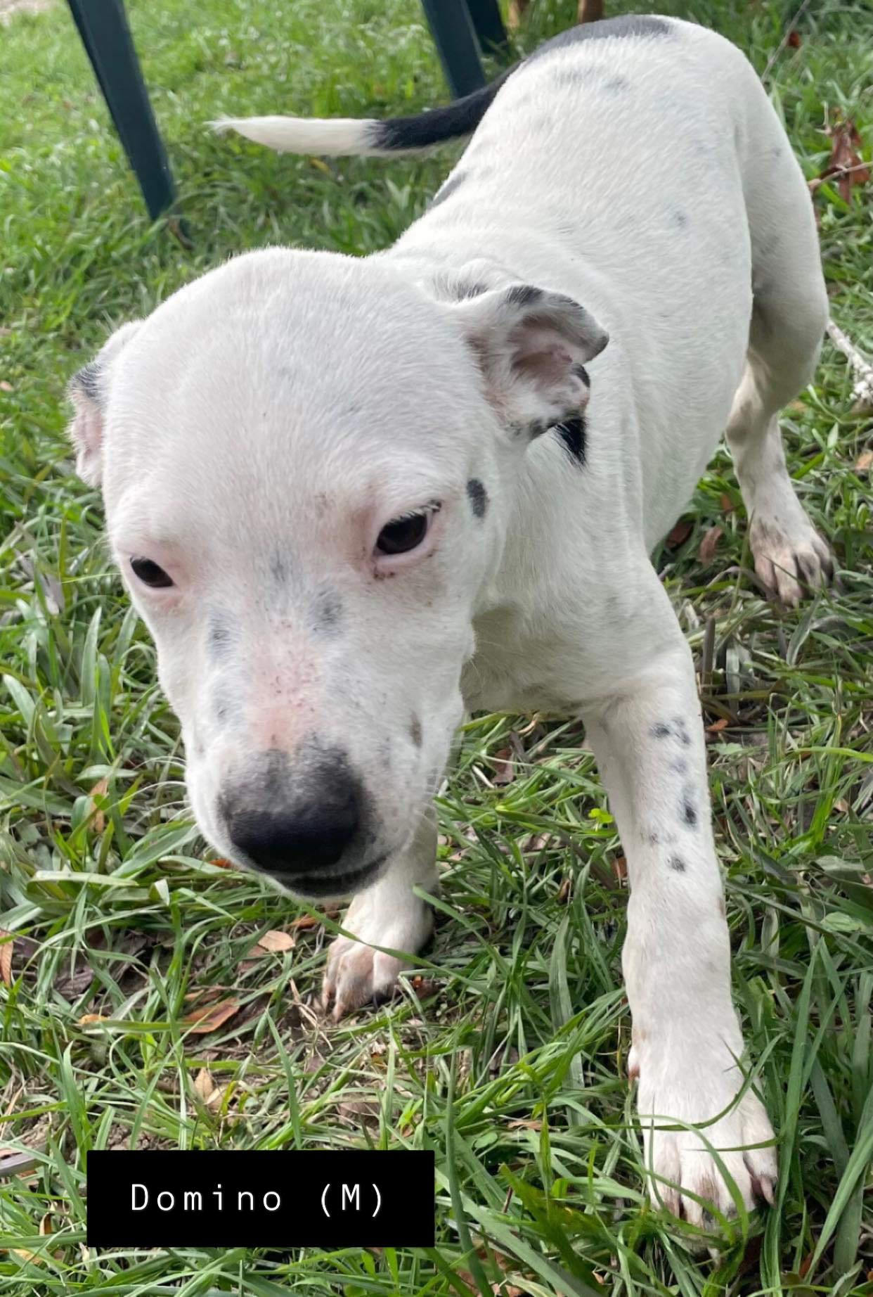 Available for Adoption – Lucky Tails Inc