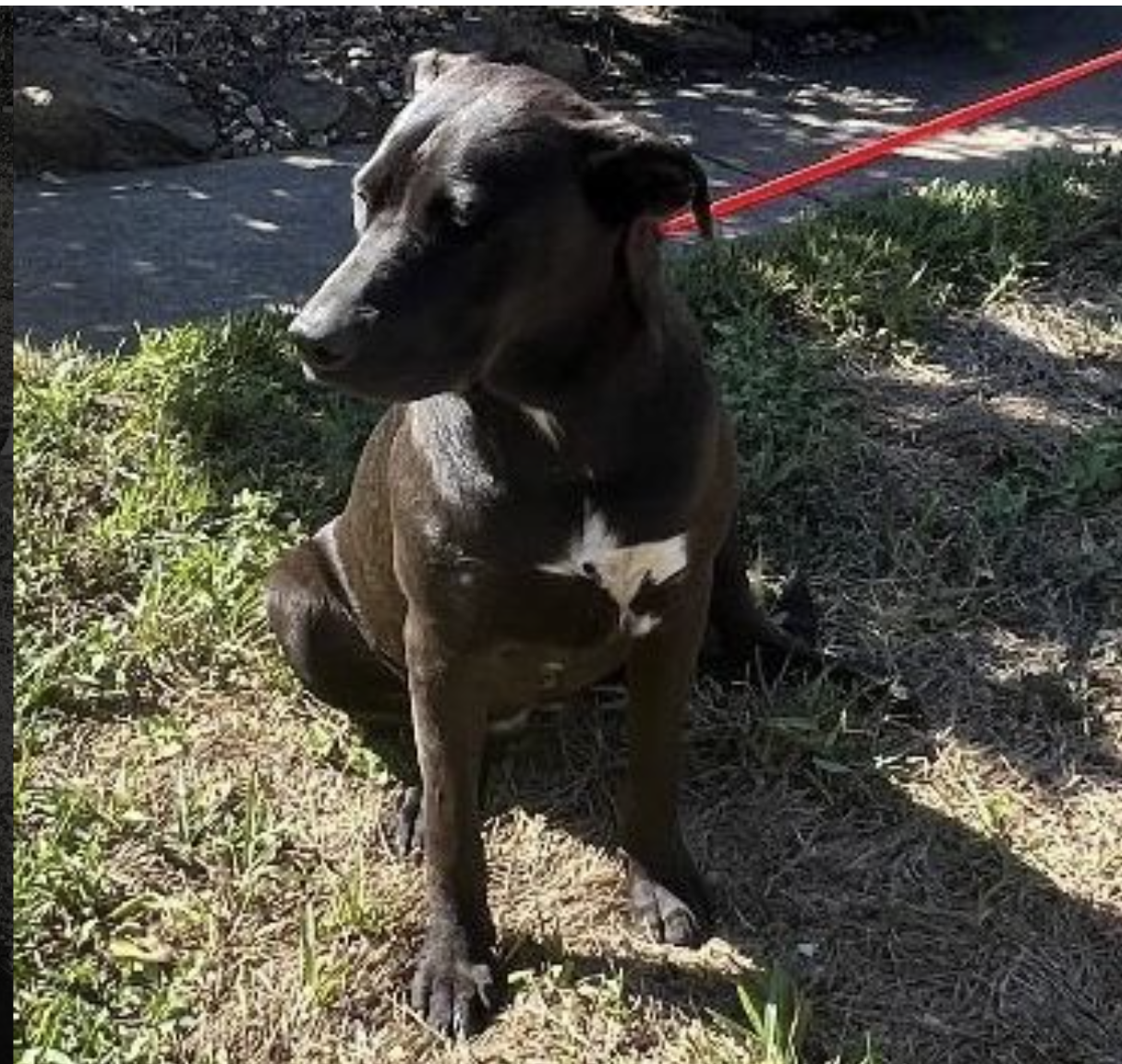 Available for Adoption – Lucky Tails Inc